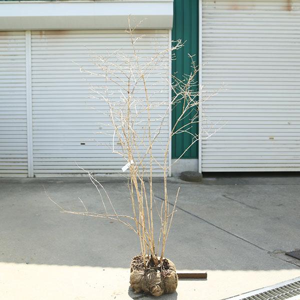 スイカズラ科　落葉低木　ウグイスノキ撮影日：3月春になるとラッパ状の小さなお花が咲きます。枝が密に出てやわらかく広がります。＊写真の現品商品のお届けとなります。＊季節により状態は異なります。＊ポットに植え替えてお届けとなる場合がございます。...