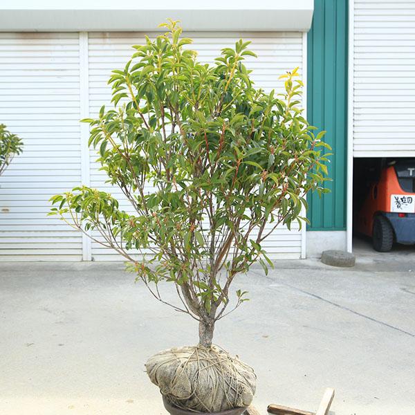 ツツジ科　カルミア属　常緑低木　開花時期：5〜6月撮影日：3月　＊写真の現品商品のお届けとなります。＊季節により状態は異なります。＊ポットに植え替えてお届けとなる場合がございます。サイズ根巻き：約46ｃｍ　樹高：約120ｃｍ　幅：約130ｃ...