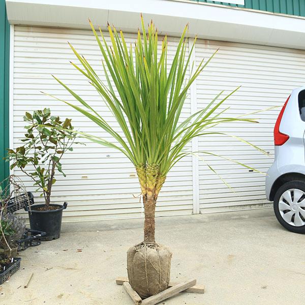 露地栽培育ちのワイルドな「ドラセナ」です。ドラセナという名前ですがコルジリネの仲間で雪、霜の降りない温暖な土地では地植え可能です。撮影日：3月　サイズ・・・鉢径：約30ｃｍ　樹高：約140ｃｍ　全高：約170ｃｍ(撮影時葉先まで)※露地栽培...