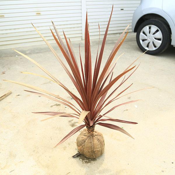 赤ドラと言われたりする、コルジリネ属、赤葉の代表種です。耐寒性があり育てすいのが特徴です。<br />撮影日：3月　サイズ・・・根巻：約18ｃｍ　樹高：約70ｃｍ　幅：約70ｃｍ(撮影時葉先まで)※露地栽培のため育成段階や風で葉...