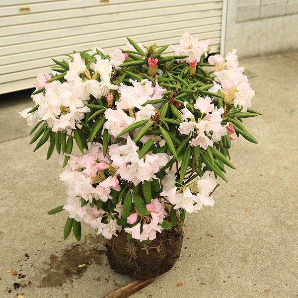 ツツジ科　ツツジ属　常緑低木　開花時期：3〜4月撮影日：3月　＊写真の現品商品のお届けとなります。＊季節により状態は異なります。＊ポットに植え替えてお届けとなる場合がございます。サイズ根巻き：約32ｃｍ　樹高：約60ｃｍ　幅：約70ｃｍ(撮...