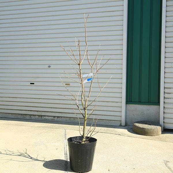 春から夏にかけて煙のようなお花が楽しめる人気樹種。グリーンボールは大人気のグリーン、白花系品種です。咲き始めはうっすらと桃色を帯びていて、次第に美しい白系のお花になります。ウルシ科　ハグマノキ属撮影日：3月　＊写真の現品限りとなります。＊ポ...