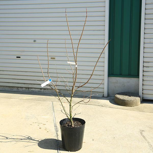 春から夏にかけて煙のようなお花が楽しめる人気樹種。グリーンボールは大人気のグリーン、白花系品種です。咲き始めはうっすらと桃色を帯びていて、次第に美しい白系のお花になります。ウルシ科　ハグマノキ属撮影日：3月　＊写真の現品限りとなります。＊ポ...