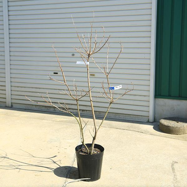 春から夏にかけて煙のようなお花が楽しめる人気樹種。グリーンボールは大人気のグリーン、白花系品種です。咲き始めはうっすらと桃色を帯びていて、次第に美しい白系のお花になります。ウルシ科　ハグマノキ属撮影日：3月　＊写真の現品限りとなります。＊ポ...