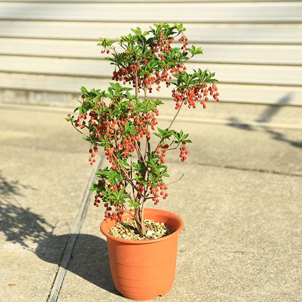 撮影日：4月＊数量ものの為、写真と形状が異なる場合がございます。＊季節により状態は異なります。サイズポット：16ｃｍ　樹高：40ｃｍ　幅：30ｃｍ(撮影時)直射日光を避けた明るい日陰を好みます。排水性の良い土にしてあげて下さい。土の表面が乾...