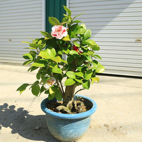 椿　四海波春にお花を咲かせる古来から親しみのある花木です。四海波椿は一本でいろいろなお花を咲き分ける人気品種です。撮影日：4月＊写真の現品発送となります。＊季節により状態は異なります。根巻やポットの材質などは予告なく変更される場合がございま...