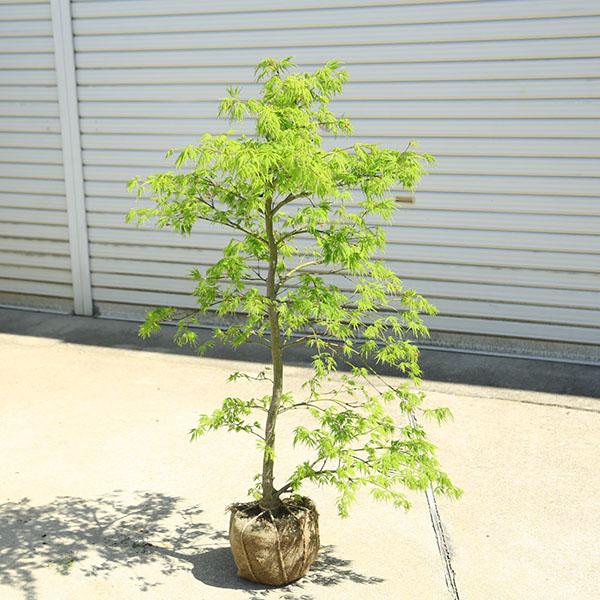 撮影日：4月＊数量物商品のため、樹形などは若干異なります。＊季節により状態は異なります。ポットの材質などは予告なく変更される場合がございます。サイズ鉢径：約21ｃｍ　樹高：約100ｃｍ　幅：約70ｃｍ・置き場所基本的に屋外です。・水やり土の...