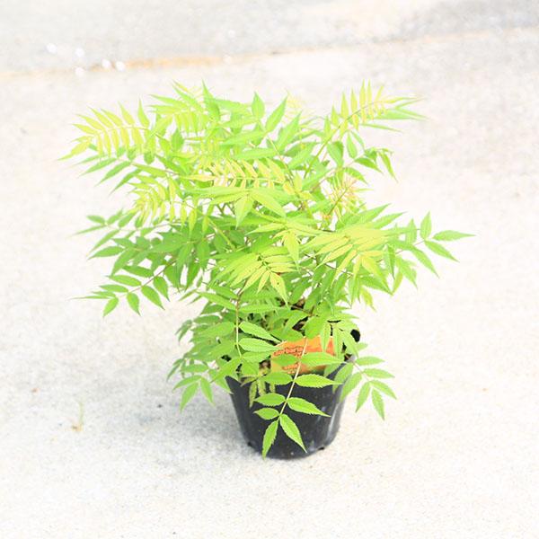 寄せ植えにも最適なカラーリーフプランツです。羽状複葉の葉で新葉展開時の鮮やかな桃色の葉がとても美しいです。7〜10月頃まで切り戻すと何度でも花が上がります。科目：バラ科／属名：ホザキナナカマド属 ／花言葉：思慮分別／耐寒性落葉低木／花時期：...
