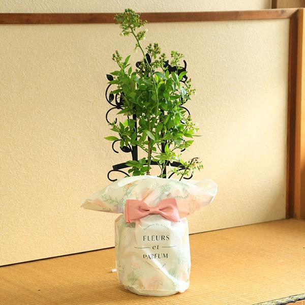 科目：ツツジ科／属名：スノキ属／受粉樹：サザンハイブッシュ系／別名：ホワートルベリー／花言葉：好意・信頼 思いやり・親切／耐寒性落葉低木花時期：4月〜5月、収穫期：6月中旬〜7月中旬／耐寒温度-30℃（環境・生育状況により変わります）ピロキ...