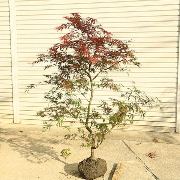 撮影日：5月＊写真の現品商品のお届けとなります。＊季節により状態は異なります。サイズ根巻：約30ｃｍ　樹高：約130ｃｍ　幅：約110ｃｍ・置き場所基本的に屋外です。・水やり土の表面が乾いたらたっぷりと水を与えるようにしましょう。秋から冬に...