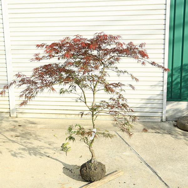 撮影日：5月＊写真の現品商品のお届けとなります。＊季節により状態は異なります。サイズ根巻：約30ｃｍ　樹高：約120ｃｍ　幅：約140ｃｍ・置き場所基本的に屋外です。・水やり土の表面が乾いたらたっぷりと水を与えるようにしましょう。秋から冬に...