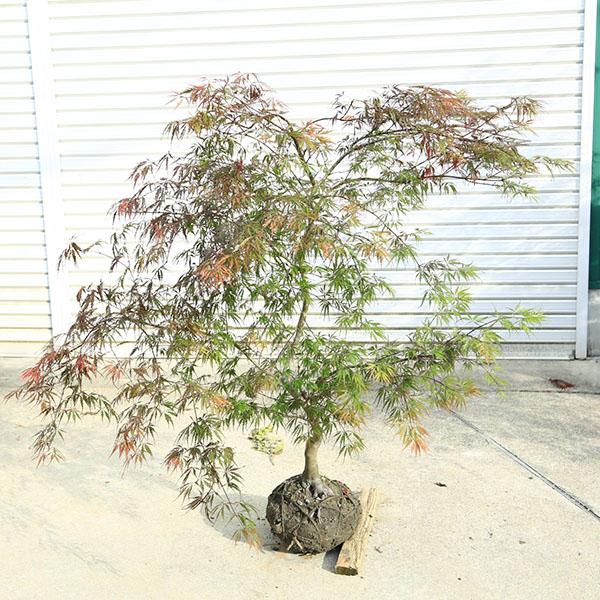 撮影日：5月＊写真の現品商品のお届けとなります。＊季節により状態は異なります。サイズ根巻：約30ｃｍ　樹高：約110ｃｍ　幅：約110ｃｍ・置き場所基本的に屋外です。・水やり土の表面が乾いたらたっぷりと水を与えるようにしましょう。秋から冬に...