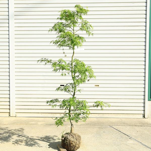 撮影日：5月＊数量物商品となりますので、写真とは若干樹形など異なる場合がございます。＊季節により状態は異なります。＊夏の暑さにより、葉先が焼けてしまっていることがございます。樹木健康上は問題ないレベルですので、ご了承のほどよろしくお願いいた...