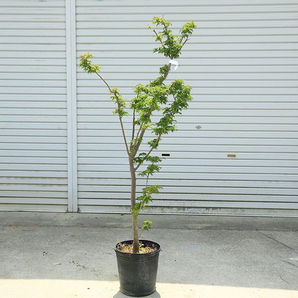 樹種：獅子頭もみじ（ししがしらもみじ）落葉高木撮影日：8月　＊写真の現品商品のお届けとなります。＊大型配送のため代金引換でのお支払い、配送時間のご指定ができません。＊北海道、沖縄、離島への配送はできません。ご了承ください。＊季節により状態は...