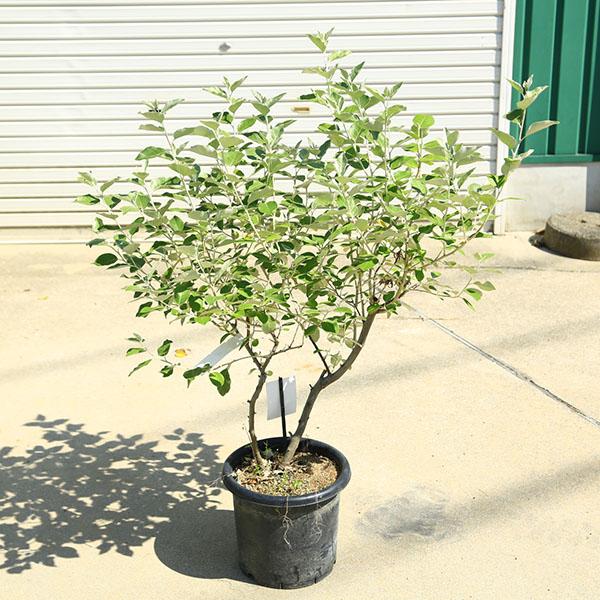 アキグミの変種マルバアキグミで日本の温暖な沿岸地方に自生します。成長が穏やかで、樹形もあまり乱れません。ブッシュ状に育ち萌芽力が強いので、強い刈り込みに耐えます。撮影日：6月＊写真の現品商品のお届けとなります。＊季節により状態は異なります。...