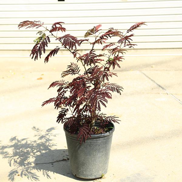 撮影日：６月＊写真の現品商品のお届けとなります。＊季節により状態は異なります。お花がついているとは限りません。＊ポットの材質などは予告なく変更される場合がございます。サイズ鉢径：約28ｃｍ　樹高：約70ｃｍ　全高：約90ｃｍ　幅：約60ｃｍ...