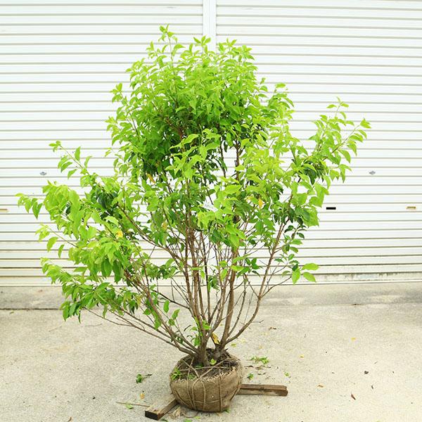 樹種：ソヨゴ撮影日：6月常緑高木樹風に吹かれて葉が擦れ合うときに特徴的な音がする樹木です。シンボルツリーとしてオススメです。 雌雄異株で秋に赤い実をつけます。ちなみに雌木だけでも実をつけます。高さは低いですが、きれいにまとまっている株立ちで...