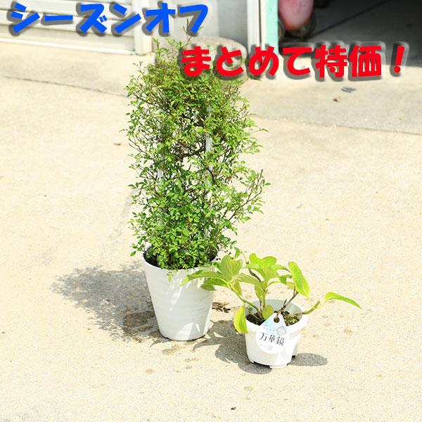 庭木・植木・シーズンオフお得セット：２本の植木を選んでこの価格！*オフシーズン限定販売　藤　紫陽花　桜　バラ　カルミアなど撮影日：6月*２本同じ木をお選びいただいても大丈夫です。＊各樹種の写真は見頃な時期に撮影された商品写真となります。＊数...