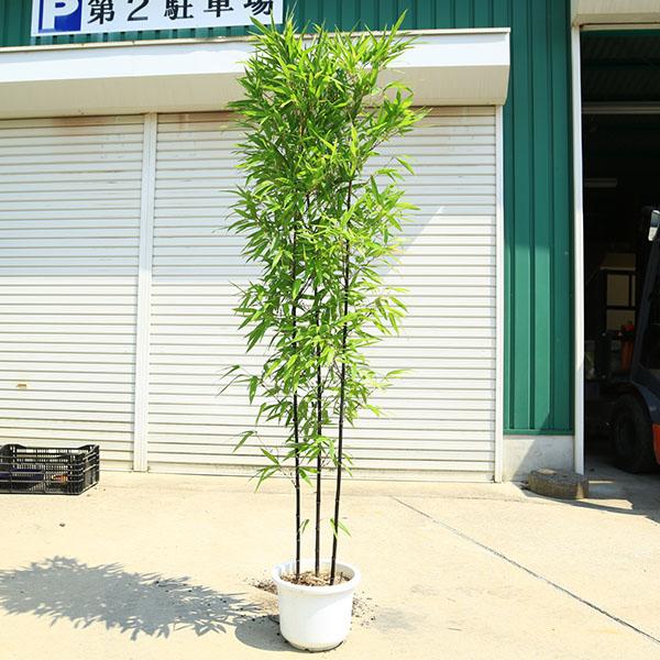 樹種：黒竹撮影日：6月常緑樹幹が黒っぽいので黒竹と命名されました。渋い雰囲気にぴったりです。和風の観葉植物（鉢植え）としても人気です。日陰にも適しています。列植すると、生垣にもなり葉が込み合いすぎないので、涼しい仕上がりになります。＊季節に...
