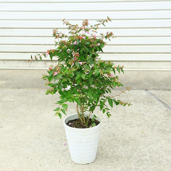庭木・植木：アベリア（エドワードゴーチャ）撮影日：6月＊数量ものの為、写真と形状が異なる場合がございます。＊季節により状態は異なります。サイズポット：約18ｃｍ　樹高：45ｃｍ　幅：30ｃｍ