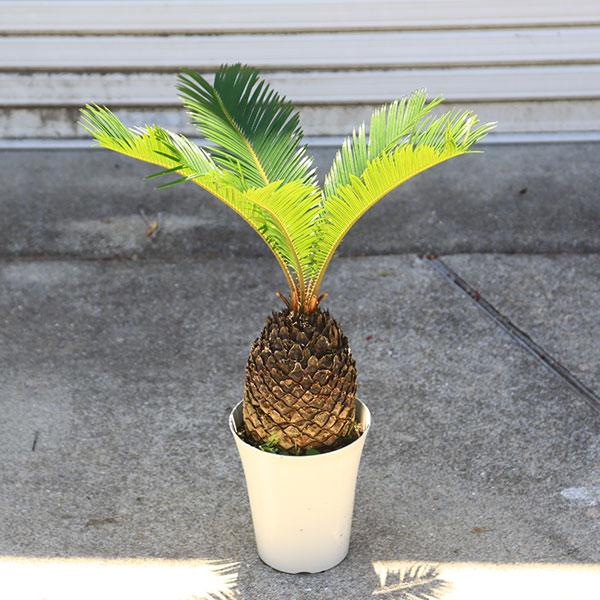 科目：ザミア科／属名：ザミア属 ／別名：ザミアソテツ、蘇鉄（ソテツ）／半耐寒性常緑小低木／耐寒温度0℃（環境・生育状況により変わります）撮影日：2026.7月＊数量物商品となりますので、写真のものとは樹形など異なる場合がございます。サイズ鉢...