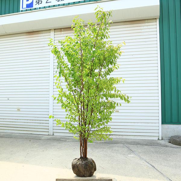 樹種：姫シャラ落葉高木6-7月ごろに椿によく似た形の白色の花が開花します。<br />夏椿（シャラ）よりも少し小ぶりで、たくさんお花がつきます。<br />枝が密に伸びて、剪定しなくても形がまとまる花木です。<...