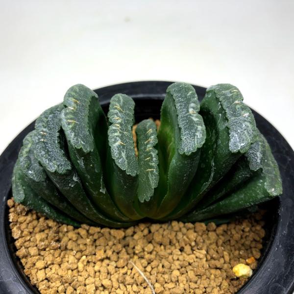 本体幅：約9ｃｍ　 樹高：約4.5ｃｍ　 鉢径：11ｃｍ＊写真の現品をお届けします。