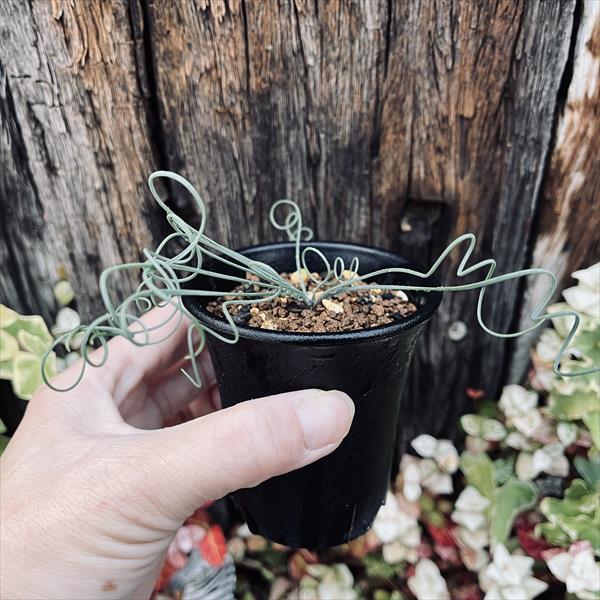 葉幅：約8ｃｍ　樹高（葉）：約9ｃｍ　鉢径：約7ｃｍ※数量物の為、若干樹形が異なる場合がございます。※夏は上部が枯れ、球根のみになっています。また秋になりますと葉が展開します。