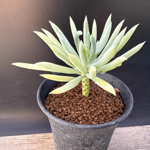 本体幅：約6ｃｍ　 樹高：約8ｃｍ　 鉢径：9ｃｍ*数量ものの為、写真と若干形状が異なる場合がございます。