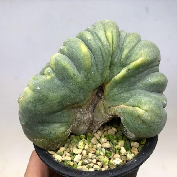 本体幅：約10ｃｍ　 樹高：約8ｃｍ　 鉢径：9ｃｍ　※日焼けしている箇所があります。アップ画像でご確認ください。＊写真の現品をお届けします。