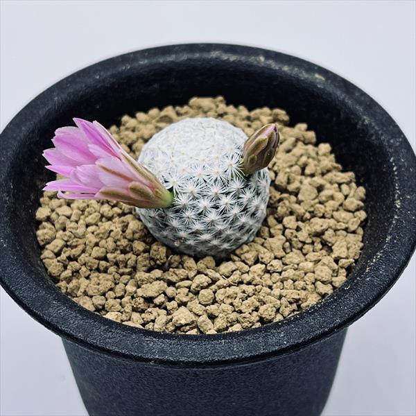 本体幅：約2.5ｃｍ　 樹高：約1.5ｃｍ　 鉢径：7.5ｃｍ*お花・つぼみがない時期もございます。ご了承ください。*数量ものの為、写真と若干形状が異なる場合がございます。