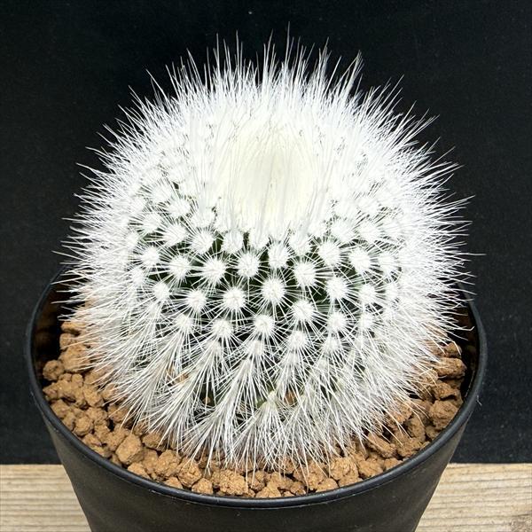 本体幅：約5ｃｍ　 樹高：約5ｃｍ　 鉢径：8ｃｍ*数量ものの為、写真と若干形状が異なる場合がございます。