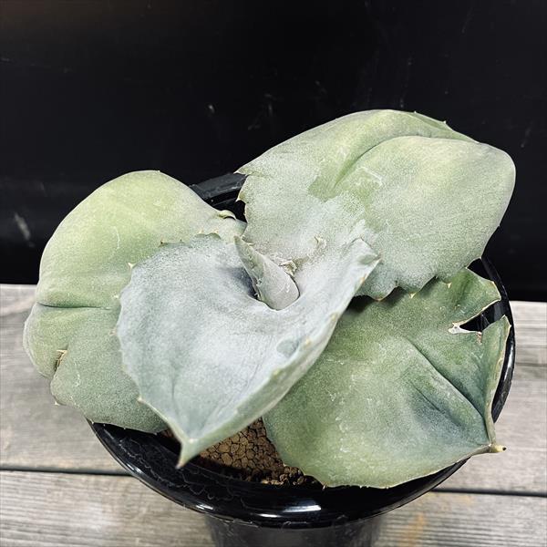 本体幅：約18ｃｍ　 樹高：約6ｃｍ　 鉢径：15ｃｍ＊写真の現品をお届けします。