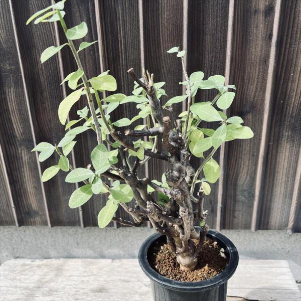 全幅：約20ｃｍ　 樹高：約30ｃｍ　 鉢径：13ｃｍ＊写真の現品をお届けします。※冬になりますと落葉し、枝だけの姿になります。また春に芽吹きます。