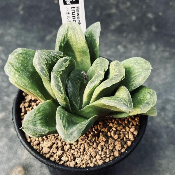 本体幅：約9ｃｍ　 樹高：約4ｃｍ　 鉢径：9ｃｍ※数量物の為、若干樹形が異なる場合がございます。