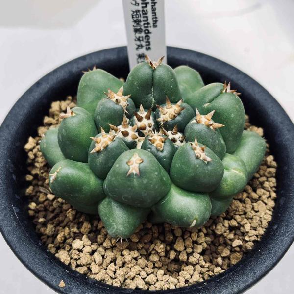 サボテン:コリファンタ 短刺象牙丸*幅7.5cm 現品!一品限り サボテン:コリファンタ 短刺象牙丸*幅7.5cm 現品!一品限り