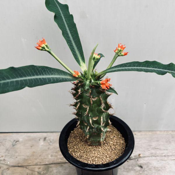 葉幅：約25ｃｍ　幹幅：約9ｃｍ　樹高：約17ｃｍ　 鉢径：15ｃｍ※数量物の為、若干樹形が異なる場合がございます。