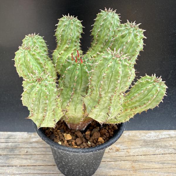 幅：約9ｃｍ　樹高：約6ｃｍ　 鉢径：7ｃｍ*数量ものの為、写真と若干形状が異なる場合がございます。