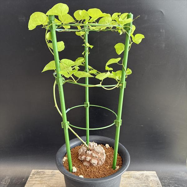 塊根幅：約7.5ｃｍ　支柱の幅：約22ｃｍ　全高（鉢の下から支柱の上まで）：約50ｃｍ　 鉢径：19ｃｍ＊写真の現品をお届けします。＊夏場は休眠するため葉が枯れ、塊根部分のみでのお届けとなります。また、夏前の時期は休眠前で葉数が減ったり、黄...