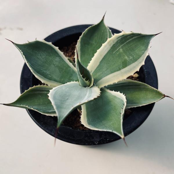 本体幅：約12ｃｍ　 樹高：約7ｃｍ　 鉢径：11ｃｍ*数量ものの為、写真と若干形状が異なる場合がございます。