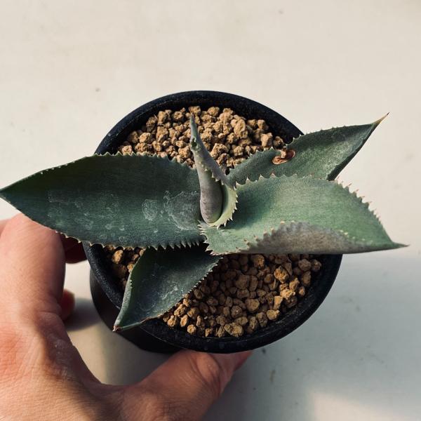 本体幅：約7ｃｍ　 樹高：約5ｃｍ　 鉢径：7ｃｍ*数量ものの為、写真と若干形状が異なる場合がございます。