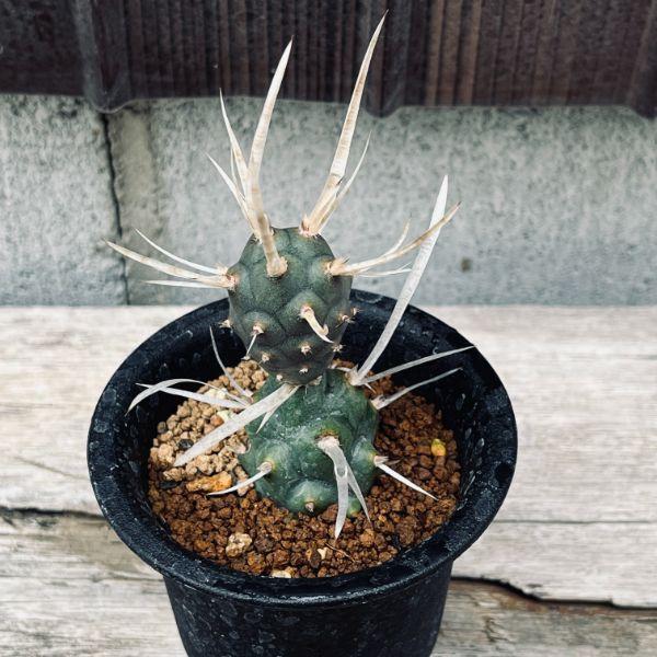 本体幅：約3ｃｍ　 樹高：約7ｃｍ　 鉢径：7ｃｍ※枝が折れて落ちやすい植物です。お届け時に枝が取れている場合がございます。ご了承ください。折れてしまった部分は乾かして植えていただくことで根が出ます。また、枝が折れても、本体の生育には問題ご...