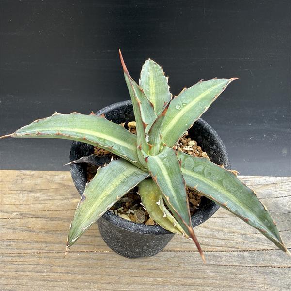本体幅：約11ｃｍ　 樹高：約6ｃｍ　 鉢径：7ｃｍ※数量物の為、若干樹形が異なる場合がございます。