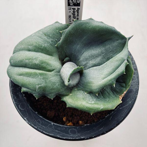 本体幅：約10ｃｍ　 樹高：約4ｃｍ　 鉢径：11ｃｍ＊写真の現品をお届けします。