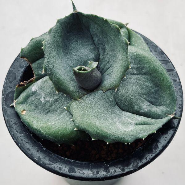 本体幅：約10ｃｍ　 樹高：約4ｃｍ　 鉢径：11ｃｍ＊写真の現品をお届けします。