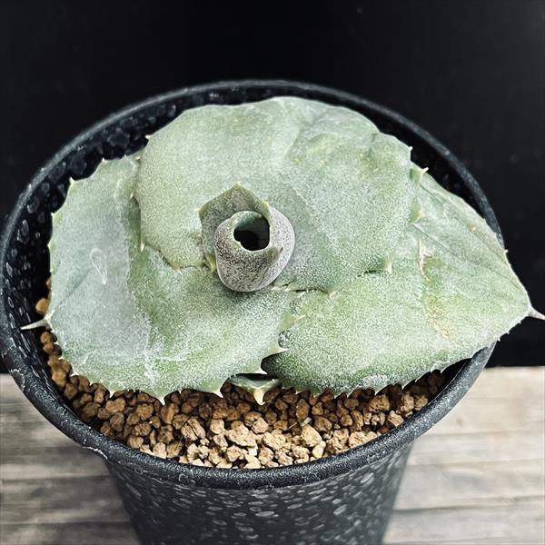 本体幅：約8.5ｃｍ　 樹高：約3.5ｃｍ　 鉢径：9ｃｍ*数量ものの為、写真と若干形状が異なる場合がございます。