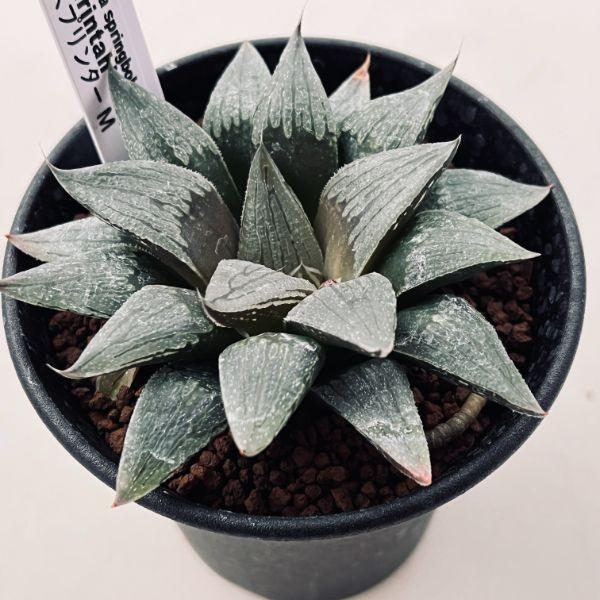 本体幅：約8ｃｍ　 樹高：約2ｃｍ　 鉢径：9ｃｍ※数量ものの為、写真と若干形状が異なる場合がございます。