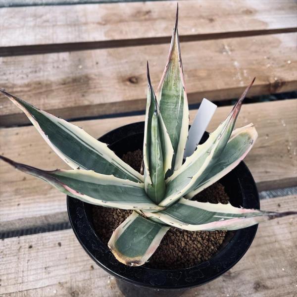 本体幅：約20ｃｍ　 樹高：約14ｃｍ　 鉢径：18ｃｍ＊写真の現品をお届けします。