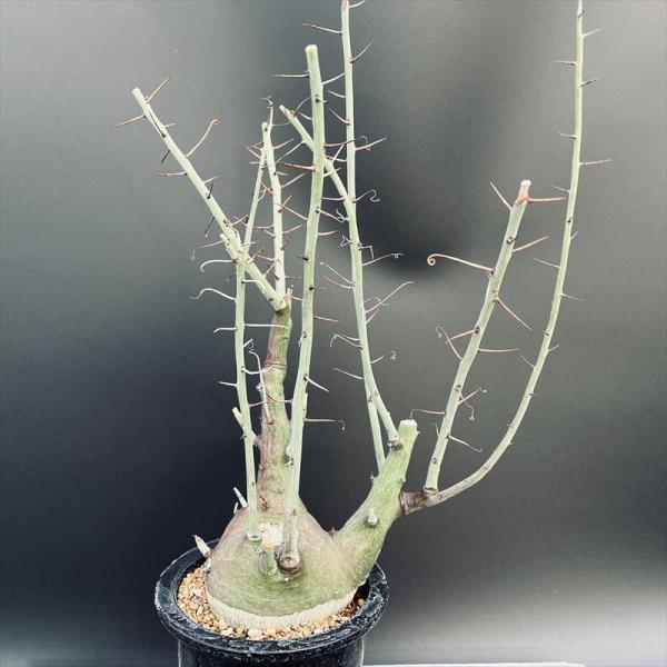 塊根幅：約9.5ｃｍ　枝幅：約23ｃｍ　樹高（ツルを含む）：約32ｃｍ　 鉢径：13ｃｍ＊写真の現品をお届けします。