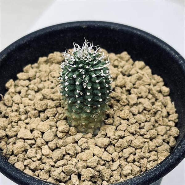 本体幅：約1.5ｃｍ　 樹高：約2ｃｍ　 鉢径：7ｃｍ※数量物の為、若干樹形が異なる場合がございます。